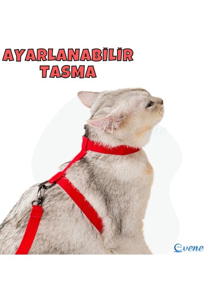 Evene Kedi Tasması Kedi Gögüs Bel Ayarlanabilir Tasma Xz2