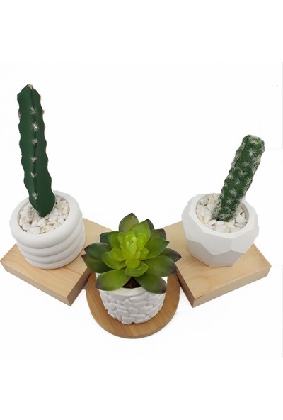 Şeker Ofisi 3'lü Beton Saksıda Kaktüs ve Sukulent Seti (2ADET KAKTÜS+1ADET Su