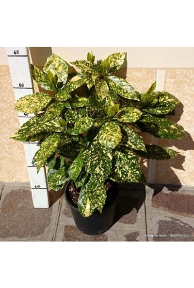 Moda Botanik 10 Adet Japon Defnesi (Aucuba Japonica) 30-40 cm Boy() Moda Botanik 10 Adet Japon Defnesi (Aucuba Japonica) 30-40 cm Boy()