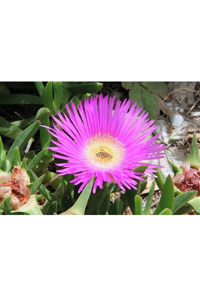 Moda Botanik 45 Adet Kaz Ayağı Çiçeği -Yer Örtücü-(Mezarlık Çiçeklendirmek Için En Uygun Bitki) Moda Botanik 45 Adet Kaz Ayağı Çiçeği -Yer Örtücü-(Mezarlık Çiçeklendirmek Için En Uygun Bitki)