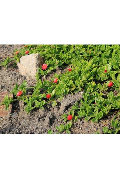 Moda Botanik Buz Çiçeği 45 Adet Mezar-Kabir Yer Örtücü Bitki Moda Botanik Buz Çiçeği 45 Adet Mezar-Kabir Yer Örtücü Bitki