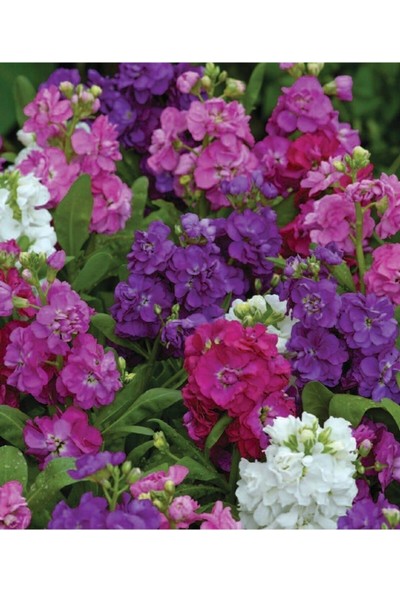 Fidanistanbul Fidan İstanbul Fidanistanbul Şebboy Çiçeği Karışık Renk Çiçek Tohumu +- 50 Adet Fidanistanbul Fidan İstanbul Fidanistanbul Şebboy Çiçeği Karışık Renk Çiçek Tohumu +- 50 Adet