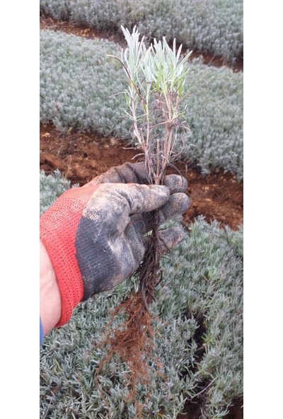 Egemen Fidancılık 30 Adet Açık Kök Intermedia Lavanta Fidesi Fidanı