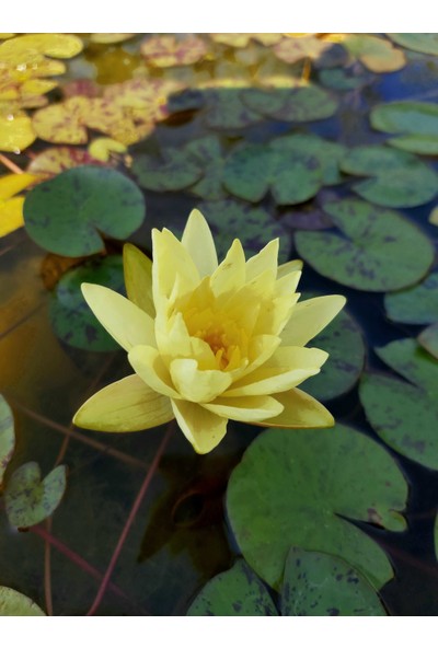 Köyceğiz Bitki Dünyası Sarı Nilüfer Çiçeği (Saksıda Nilüfer Çiçeği)