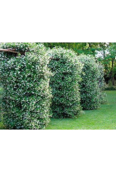 Tüplü, Mis Kokulu Arap Yasemini Rhyncospermum Jasminoides Türü, 40-50 Cm. Boyunda Tüplü, Mis Kokulu Arap Yasemini Rhyncospermum Jasminoides Türü, 40-50 Cm. Boyunda