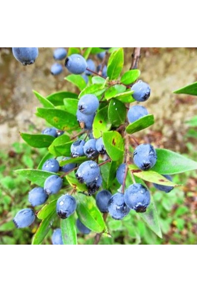 2 Adet Yaban Mersini, Siyah Murt (Hambeles), Tüplü Her Mevsim Dikilebilir