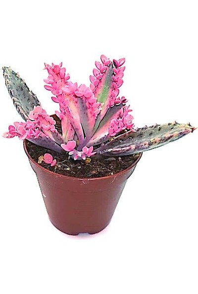 Plato Aşkın Gözyaşı Pembe Sukulent Plato Aşkın Gözyaşı Pembe Sukulent