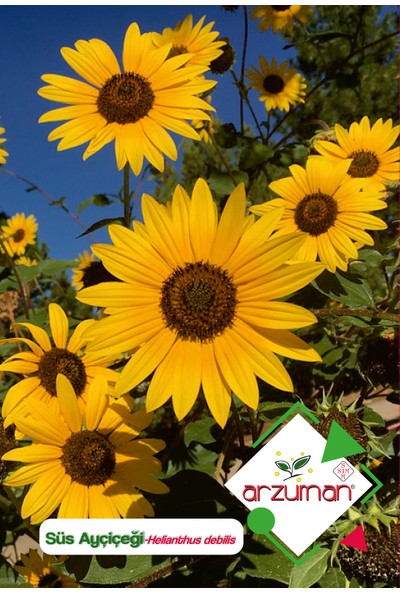 Arzuman Süs Ayçiçeği (Helianthus Debilis) Çiçek Tohumu 50 Adet