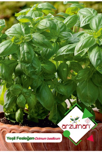 Arzuman Yeşil Fesleğen - Yeşil Reyhan (Ocimum Basilicum) Çiçek Tohumu 100 Adet