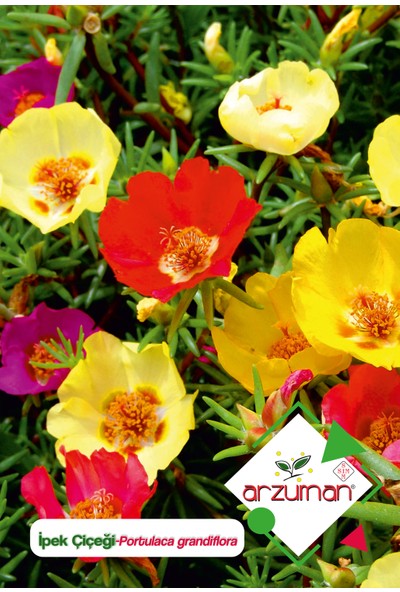 Arzuman Ipek - Şellaki (Portulaca Grandiflora) Çiçek Tohumu 100 Adet