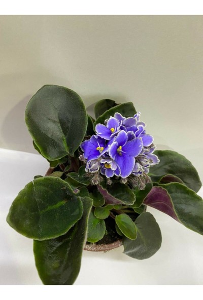 Dilara Afrika Menekşesi Dilara Afrika Menekşesi