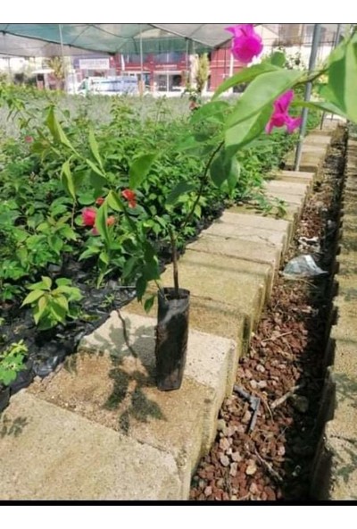 Tropikal Begonvil Fidanı 80-120 cm