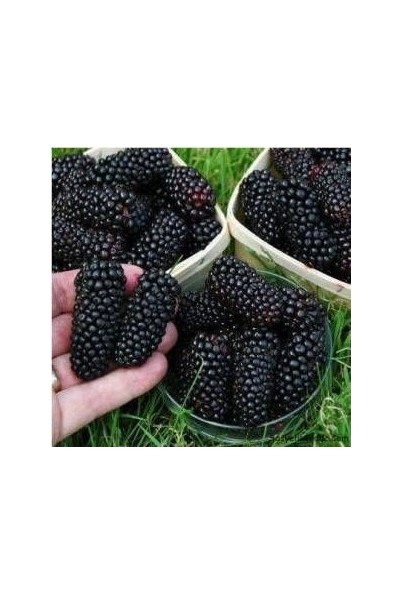 Akcaalan Tüplü Yediveren Siyah Avustralya DUT(20-40CM)