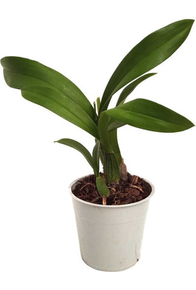 Palmiye Oncidium Orkide Fidesi (12 cm Saksıda)
