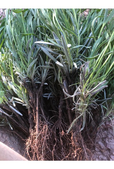 İstanbulmuz Açık Kök Lavanta Fidesi 5 Adet