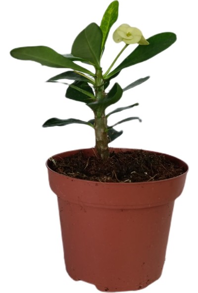Bitkifidanım - Euphorbia Milii Dikenler Tacı Küçük Boy Sarı