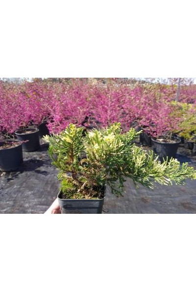 Moda Botanik 5 Adet Alacalı Ardıç(Juniperus Chinensis Expansa)Bonsai Uygun Moda Botanik 5 Adet Alacalı Ardıç(Juniperus Chinensis Expansa)Bonsai Uygun