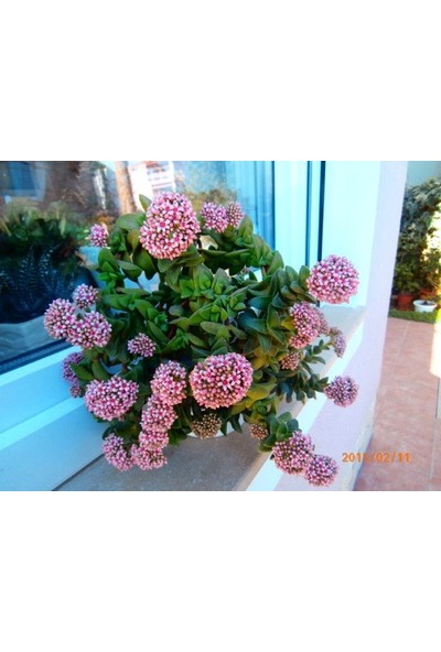 Lala Ahmet Botanik Bahar Zamanı, Sukulent-Crassula 5,5 cm Saksıda,teraryum, Kaktüs,