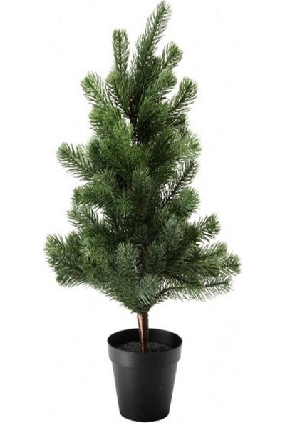 Pinus Pinea Fıstık Çamı Fidanı 20-40 Cm, Tüplü