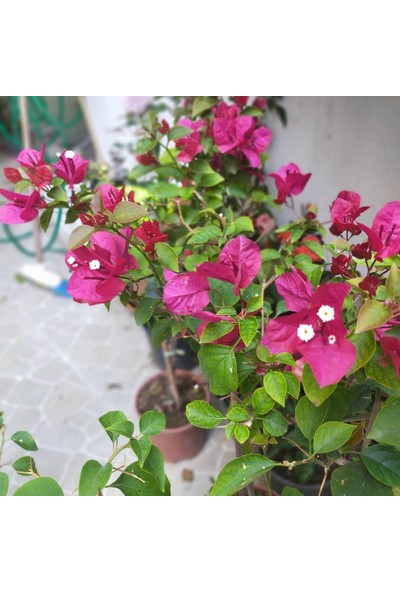 İncim Çiçekçilik ve Fidancılık Begonvil Çiçeği (Tijli) 5 Yaş