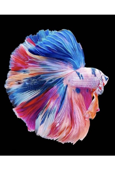 Movas Sanat Rengarenk Kavgacı Siyam Balığı / Mozaik Tablo / Mozaik Puzzle 45X55CM E20203295 Movas Sanat Rengarenk Kavgacı Siyam Balığı / Mozaik Tablo / Mozaik Puzzle 45X55CM E20203295