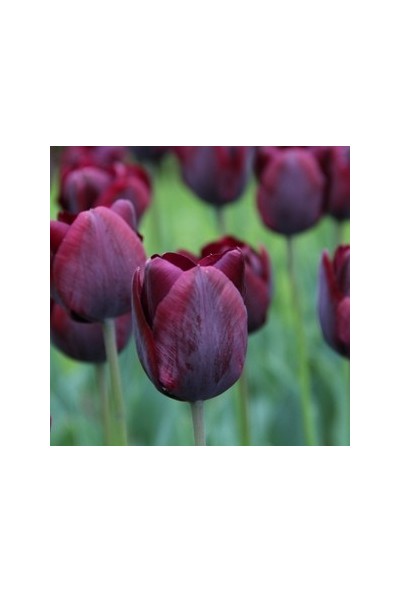 Nandina Botanik 4 Adet Ithal Hollanda Lale Soğanı-Kırçıllı Bordo