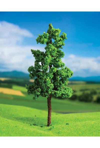 Eshel Dişbudak Ağacı 4 cm 3 Adet