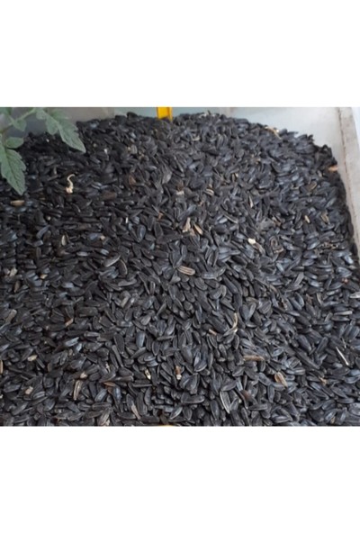 By Tuna Kuruyemiş Papağan Siyah Çekirdek Yemi Kuş Yemi 1 kg By Tuna Kuruyemiş Papağan Siyah Çekirdek Yemi Kuş Yemi 1 kg