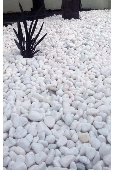 Hb Botanic 4 kg Dolomit Taş 2 - 4 cm Dekoratif Bahçe Saksı Akvaryum Teraryum Taşı