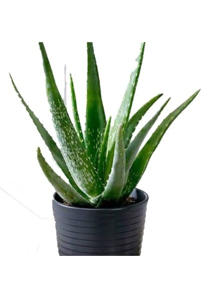 Köy Tohumları 10 Adet Tohum Nadir Bulunan Saksılık Aloevera Çiçeği Tohumu Aloe Vera Tohumu Saksı Toprak Köy Tohumları 10 Adet Tohum Nadir Bulunan Saksılık Aloevera Çiçeği Tohumu Aloe Vera Tohumu Saksı Toprak