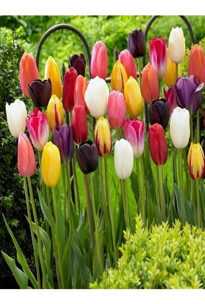10 Adet Hollanda Lale Soğanı Karışık Renk 10 Adet Hollanda Lale Soğanı Karışık Renk