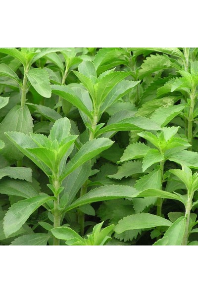 Fidanistanbul Stevia Şeker Otu Tohumu Paket +-40 Adet