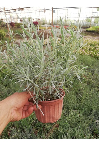 Sakslılı Lavanta Fidanı