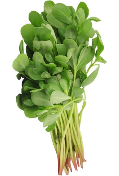 Sebze Meyve Dünyası Semizotu (Demet)