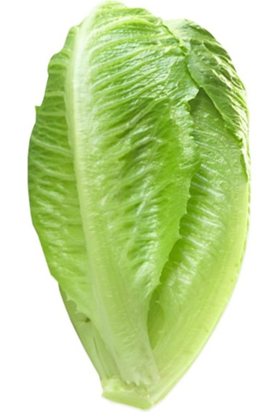 Sebze Meyve Dünyası Marul Sebze Meyve Dünyası Marul