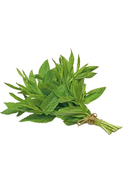 Sebze Meyve Dünyası Nane (Demet)