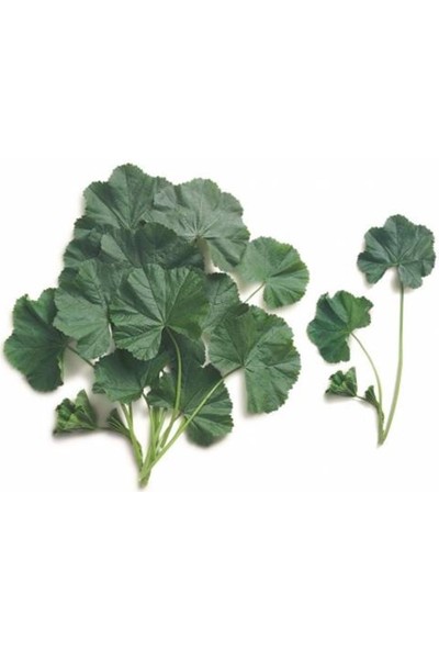 Sebze Meyve Dünyası Ebegümeci ( Demet )