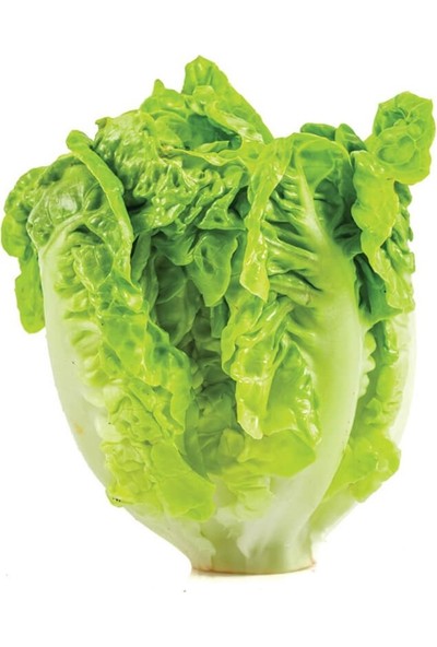 Sebze Meyve Dünyası Mini Yedikule Marul (4 Lü Paket) Sebze Meyve Dünyası Mini Yedikule Marul (4 Lü Paket)