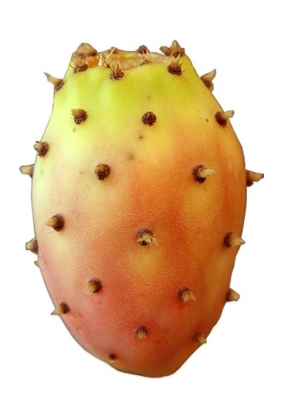 Sebze Meyve Dünyası Kilis Inciri - Frenk Incir (Kg )