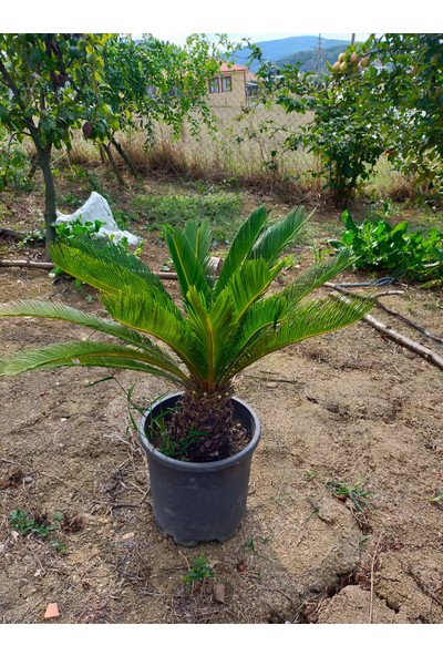İncim Çİçekçilik ve Fidancılık Sikas Palmiyesi (CYCAS) 12 Yaş İncim Çİçekçilik ve Fidancılık Sikas Palmiyesi (CYCAS) 12 Yaş