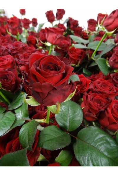 İstanbulmuz 1 Adet Kırmızı Gül + 1 Adet Beyaz Gül + 1 Adet Sarı Gül Fidanı Tüplüdür