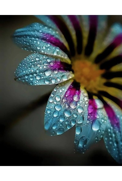 Movas Sanat Yaprakları Damlacık Olan Egzotik Çiçek Elmas Mozaik Tablo 50X60CM E20203315