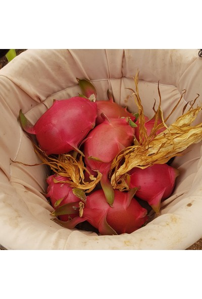 Vilmark Ejder Meyvesi (Içi Beyaz)