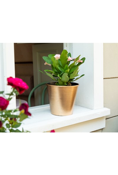 Madame Coco Dior Varaklı Saksı 2,5 Lt - Gold