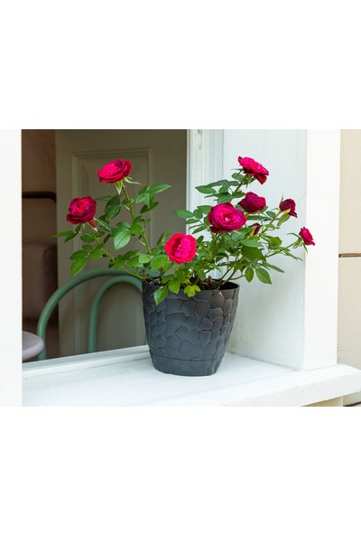 Madame Coco Aveline Stone Saksı 1,6 Lt - Antrasit