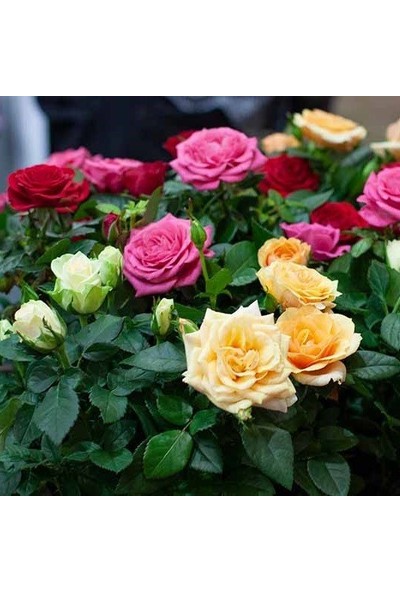 Mutlupaket Tüplü Yediveren Kokulu Karışık Gül Fidanı Paketi (5 Adet)
