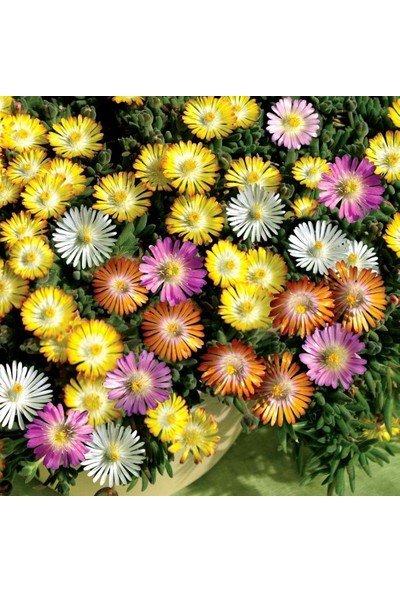 Mutlupaket Sarkıcı Karışık Buz Çiçeği Fidesi Mix Color (5 Adet)