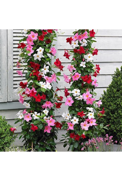 Mutlupaket Tüplü Karışık Renk Mandevilla Çiçeği Fidanı (10 Adet)