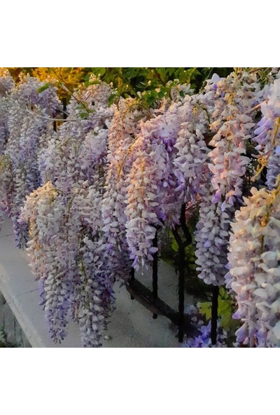 Mutlupaket Tüplü Yoğun Kokulu Wisteria Sinensis Mor Salkım FIDANI(200-280CM)