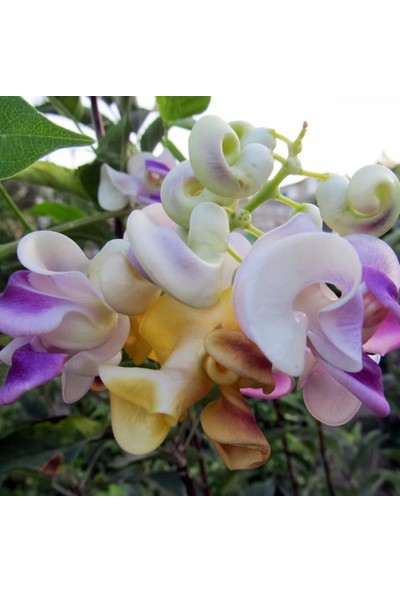 Mutlupaket Tüplü Izmir Sarmaşığı Selluka Çiçeği Fidesi (Mini Boy 5 Adet)
